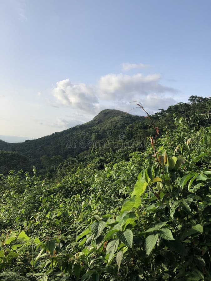 Forest overlooking a hill stock photo. Image of greeny - 188419924