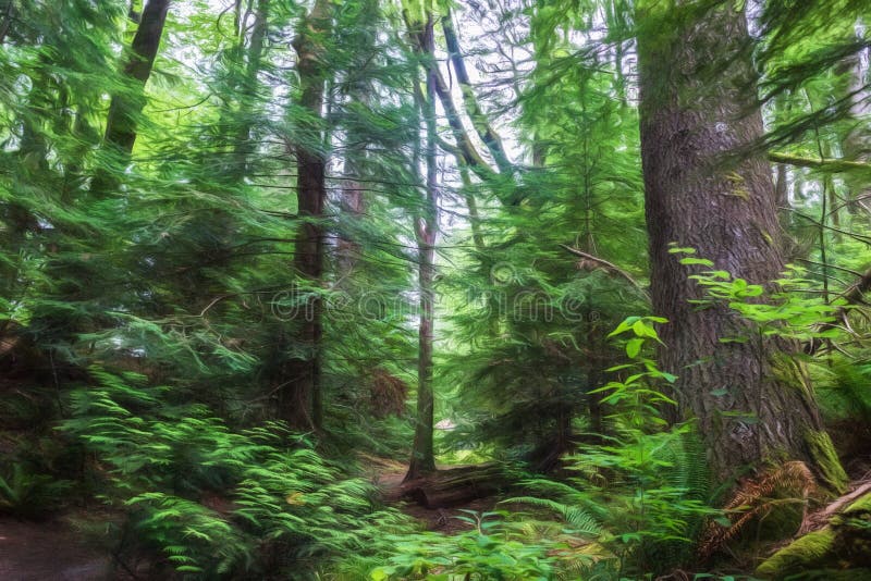 Forest stock image. Image of nature, wild, northwest - 80845823