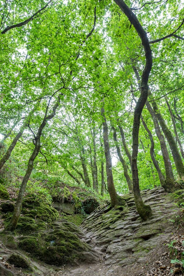 The Forest of Paimpont, Broceliande, France Stock Image - Image of ...