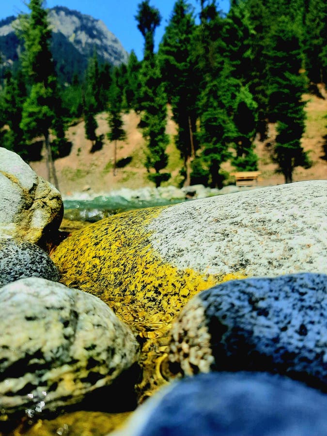 Forest of pakistan stock image. Image of yellow, forest - 226505963