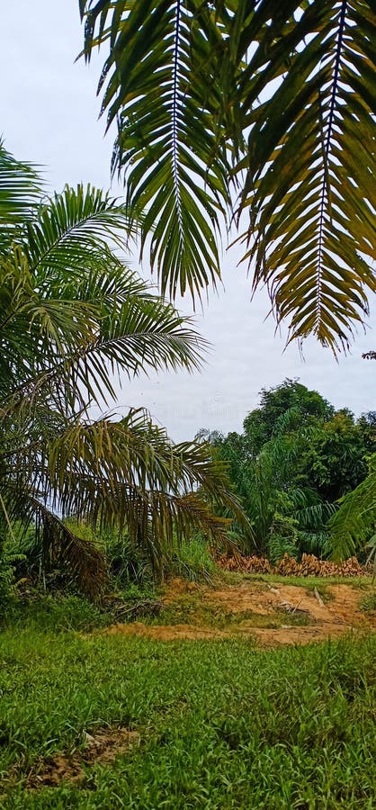 Forest palm hot summer stock image. Image of tree, forest - 218974967