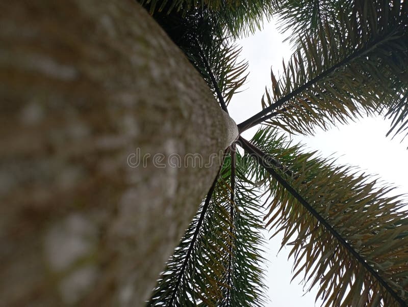 Lushpalm Stock Photos - Free & Royalty-Free Stock Photos from Dreamstime
