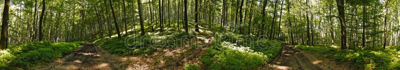 Forest panorama stock photo. Image of large, footpath - 5873618