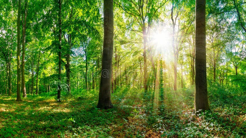Forest Panorama with Bright Sun and Big Trees Stock Image - Image of ...