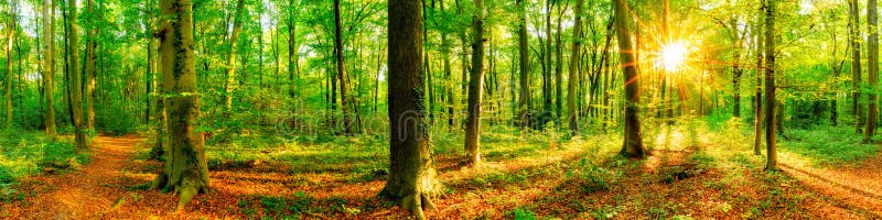 Forest panorama stock photo. Image of bright, gold, greenery - 109732388