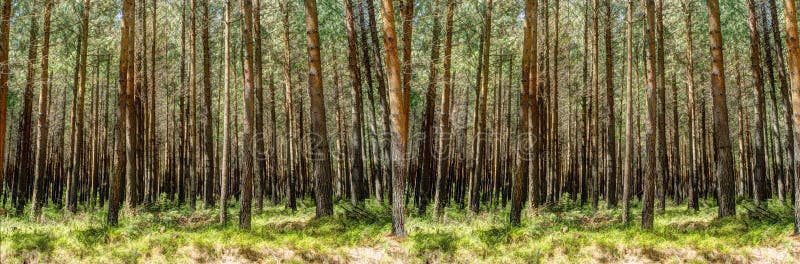 Forest panorama stock image. Image of forest, panorama - 50770905