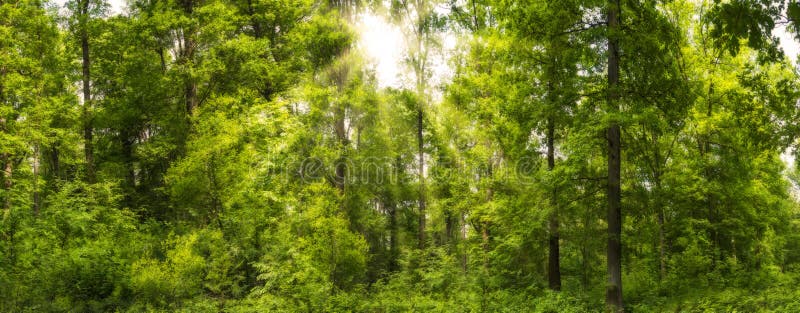 Forest Panorama in the Spring with Sunbeams Stock Photo - Image of leaf ...