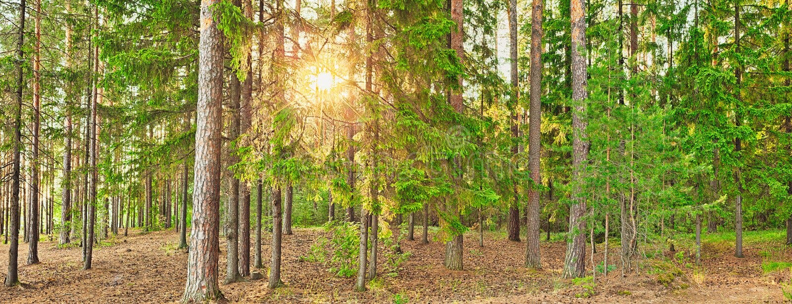 Forest panoramic stock image. Image of vegetation, panoramic - 3634717