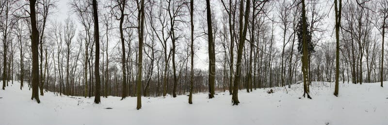 Forest Panorama in Winter - 360 Degrees Stock Photo - Image of ...