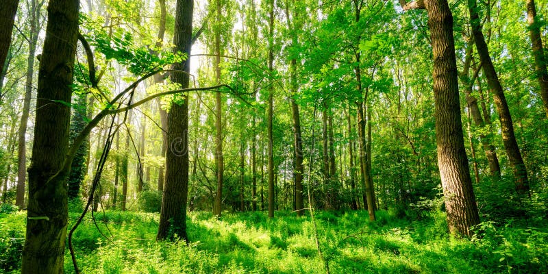 Forest panoramic stock image. Image of accumulation - 118375287