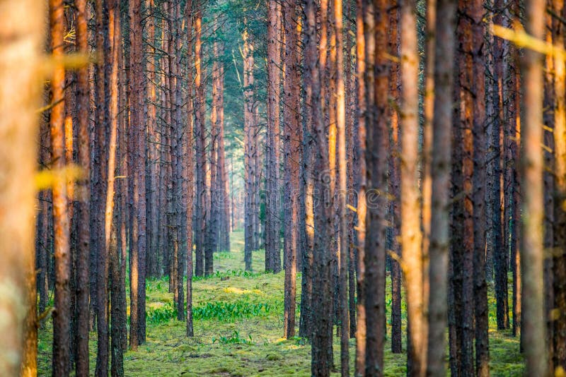 Forest panoramic view stock photo. Image of tree, ecosystem - 94340342