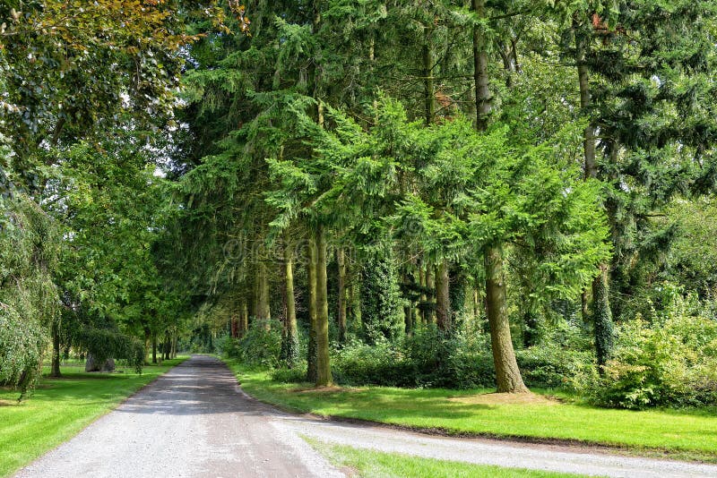 Forest Parc Roads and Trees Stock Photo - Image of environment, hiking ...