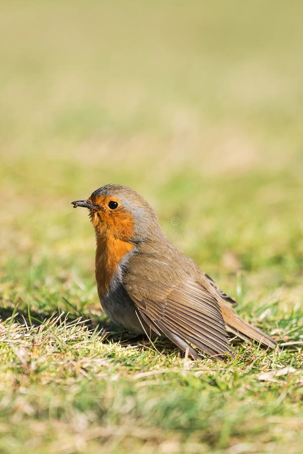 European Robin, Robin, Erithacus Rubecula Stock Image - Image of ...