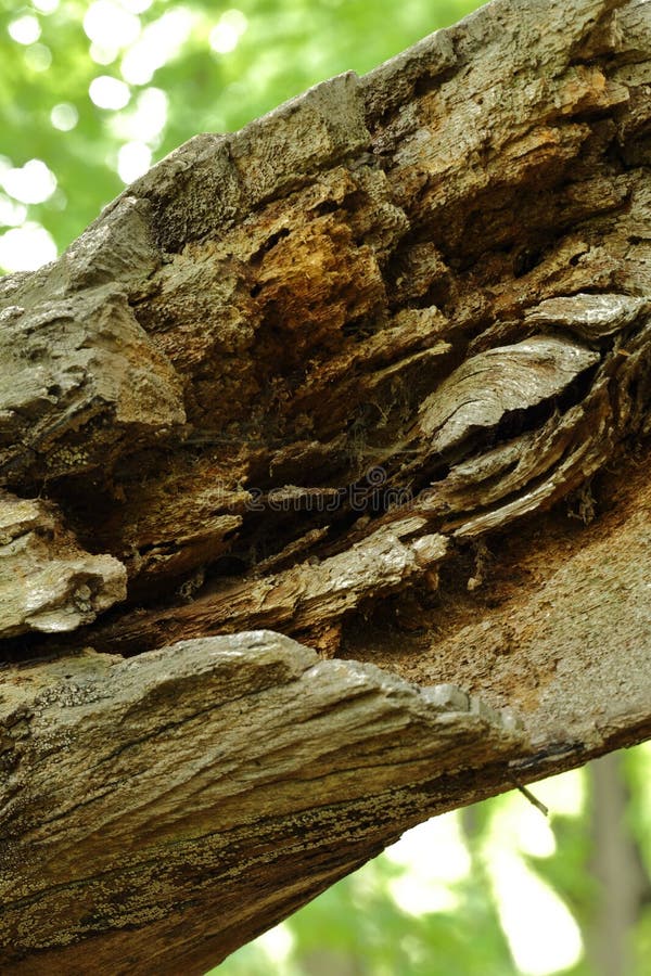 Forest Park branch stock image. Image of terrain, soil - 218151799