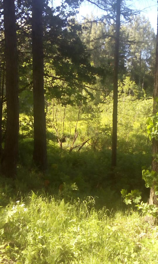 Forest Park and Nature. Wonders of Nature. Stock Photo - Image of ...