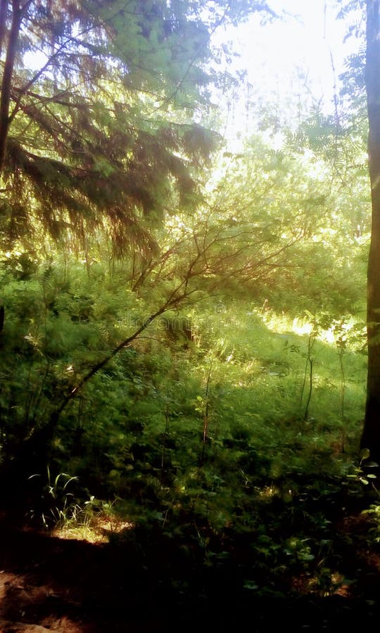 Forest Park and Nature. Wonders of Nature. Stock Photo - Image of water ...