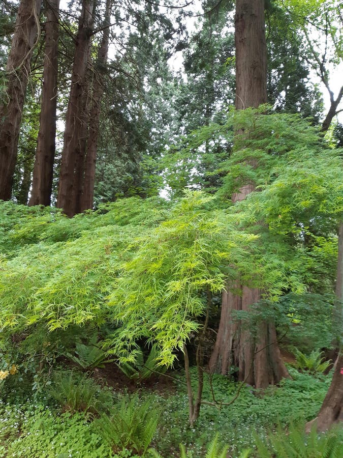 2,446 Forest Park Split Stock Photos - Free & Royalty-Free Stock Photos ...