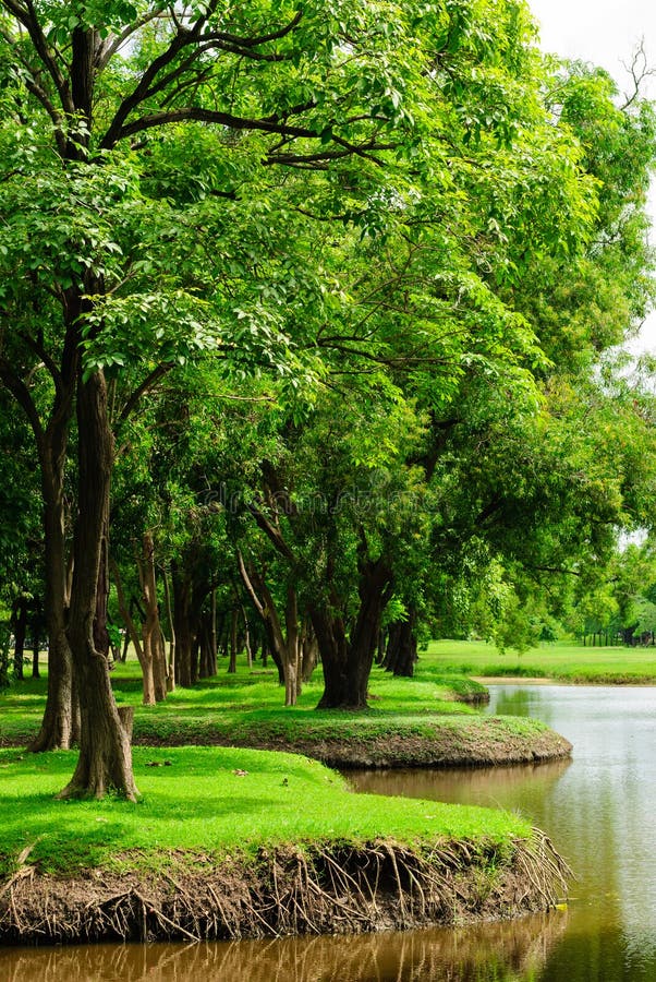 Forest park view stock image. Image of pine, area, green - 39554783