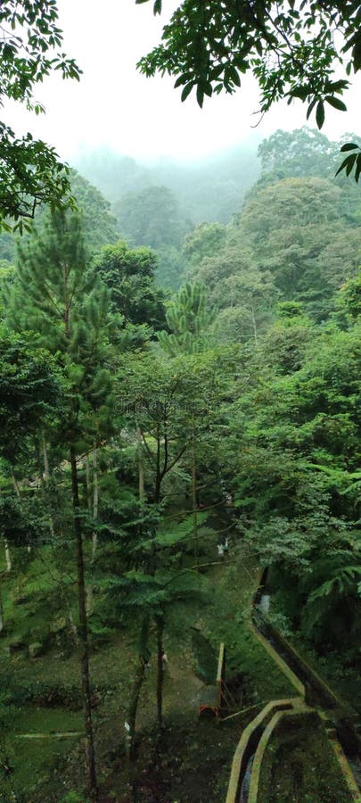 Forest Park View from Higher Ground Stock Photo - Image of higher, tree ...
