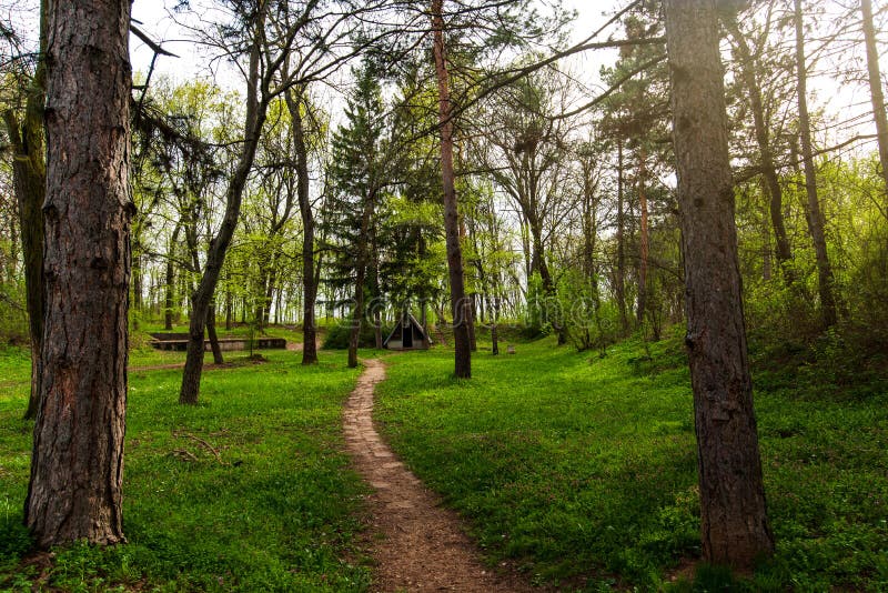 Forest park view in spring stock photo. Image of forest - 142492354