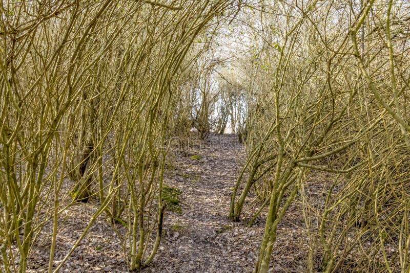 Forest passage stock photo. Image of entangled, plant - 121463850