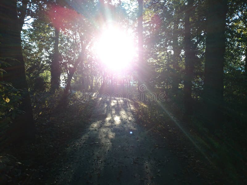 Forest passage stock image. Image of wildlife, trees - 44309221