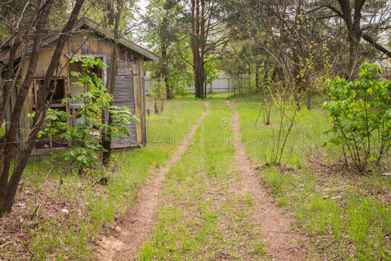Forest Passes through the Old House Stock Image - Image of flower ...