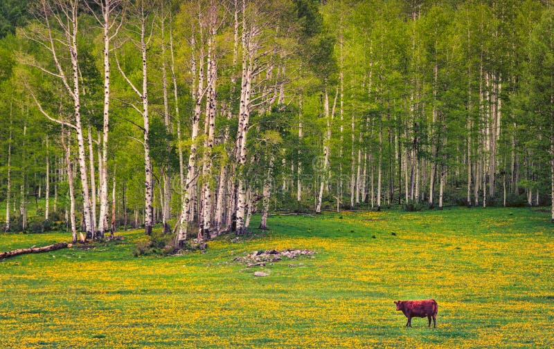 Forest Pasture stock foto. Image of weiland, mening, boom - 47344288