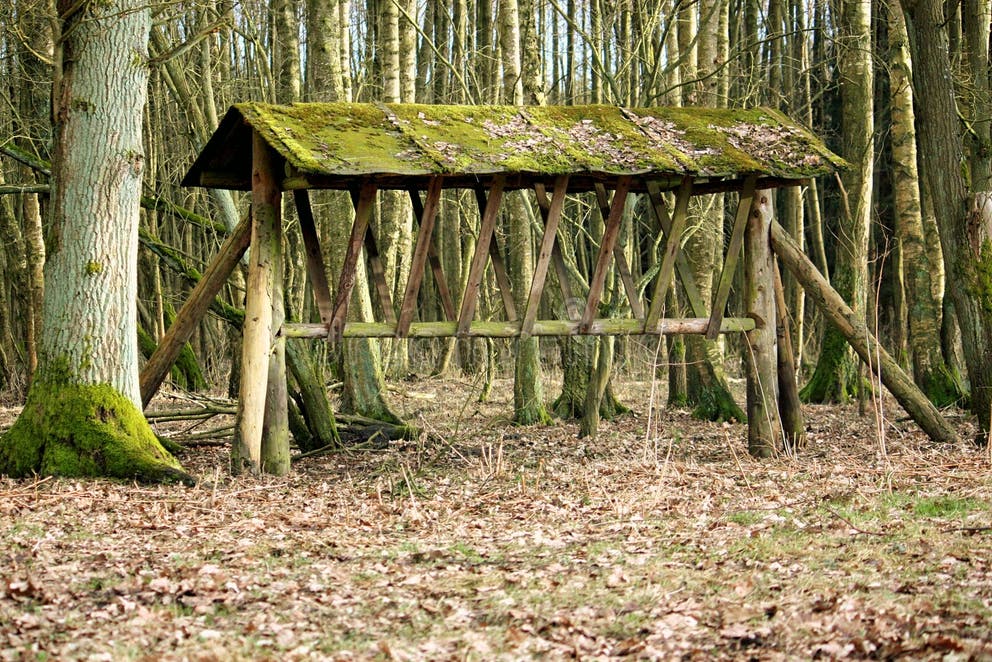 Forest Pasture for Wild Animals Stock Image - Image of coming, tree ...