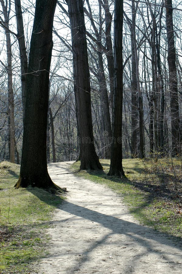Forest Path stock image. Image of tranquility, park, hiking - 2331