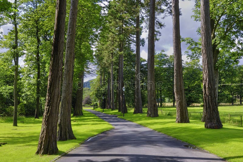 Forest Path stock image. Image of background, nature - 10634927