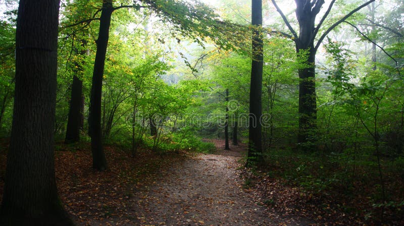 Autumn path stock photo. Image of leaves, canopy, october - 6947536