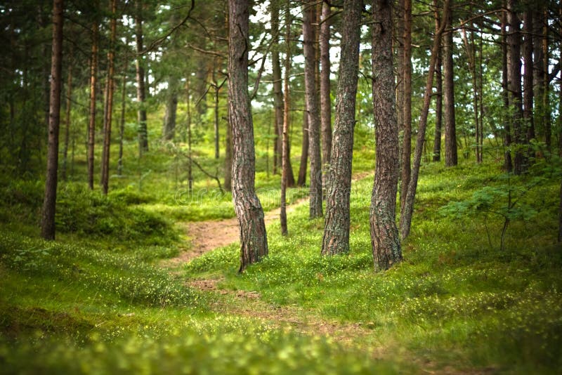 Forest path stock image. Image of plants, summer, road - 11754027