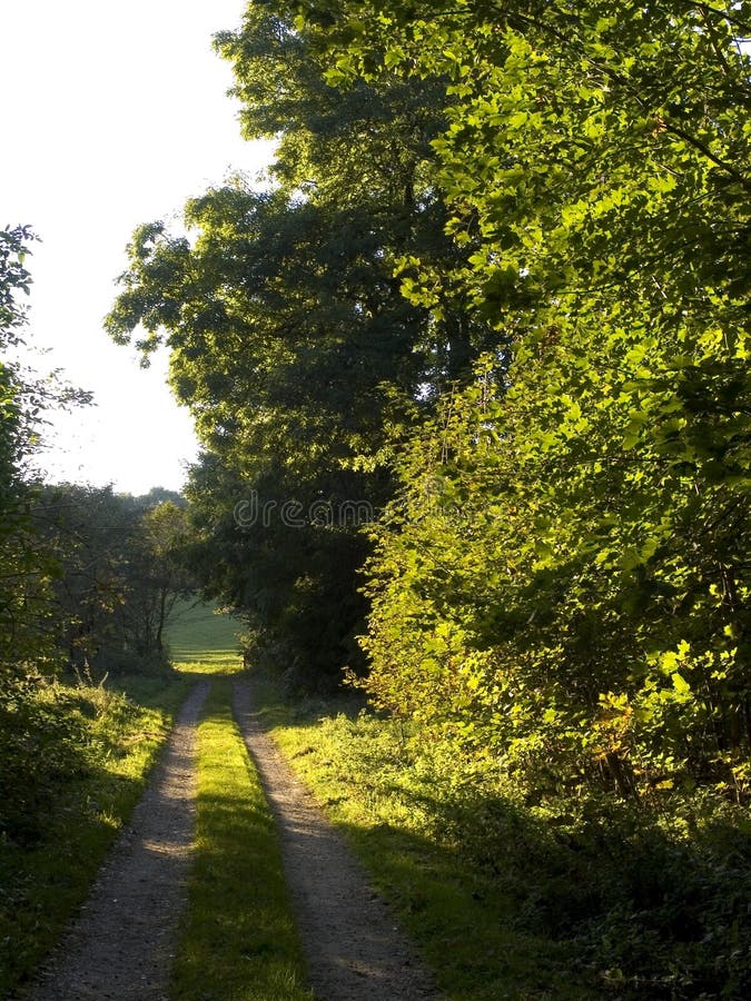 Forest path stock photo. Image of road, woods, travel - 1336820