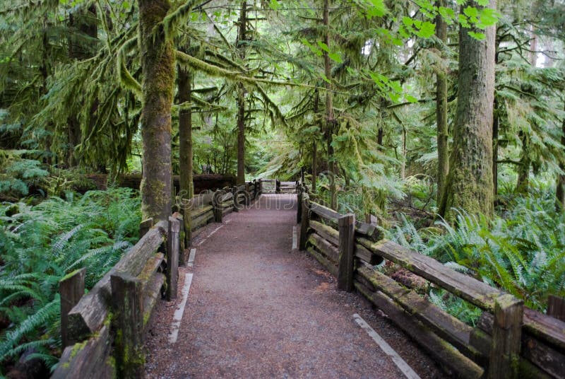 Forest Path stock photo. Image of natural, limbs, pathway - 13504026