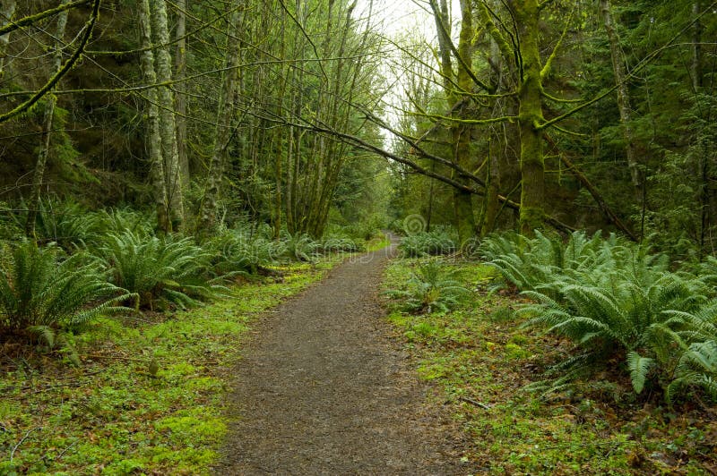 Forest Path stock photo. Image of leaf, maple, lush, rustic - 14284878