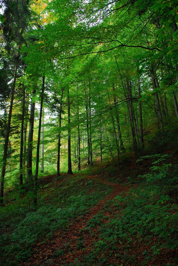 Forest path stock photo. Image of woodland, hillside, hill - 1499552