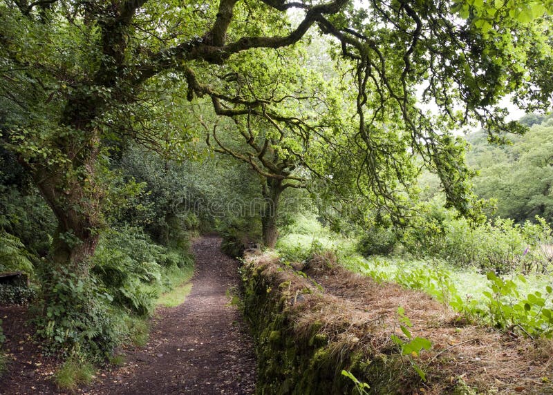 Forest path stock image. Image of forestry, flora, environment - 15406925