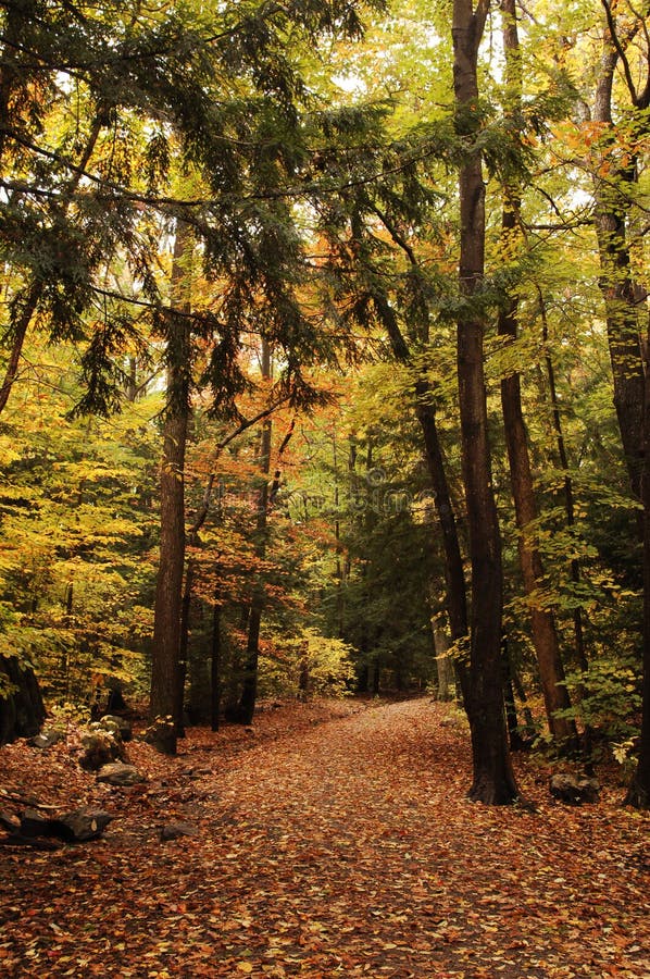 Forest path stock image. Image of hike, beauty, serenity - 1584237
