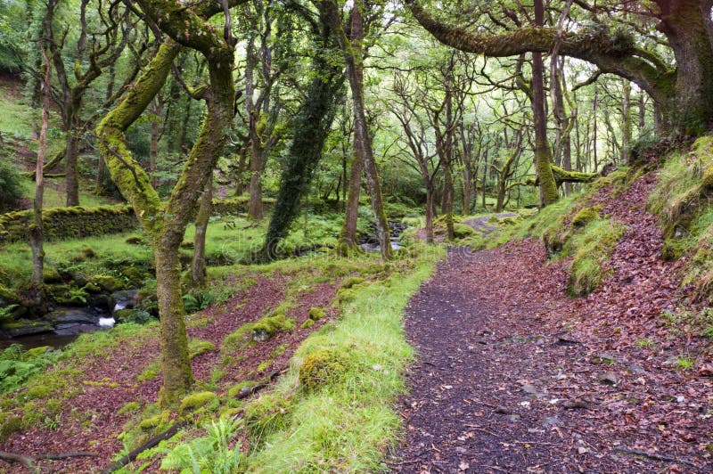 Forest path with gate stock image. Image of plant, branch - 16121245