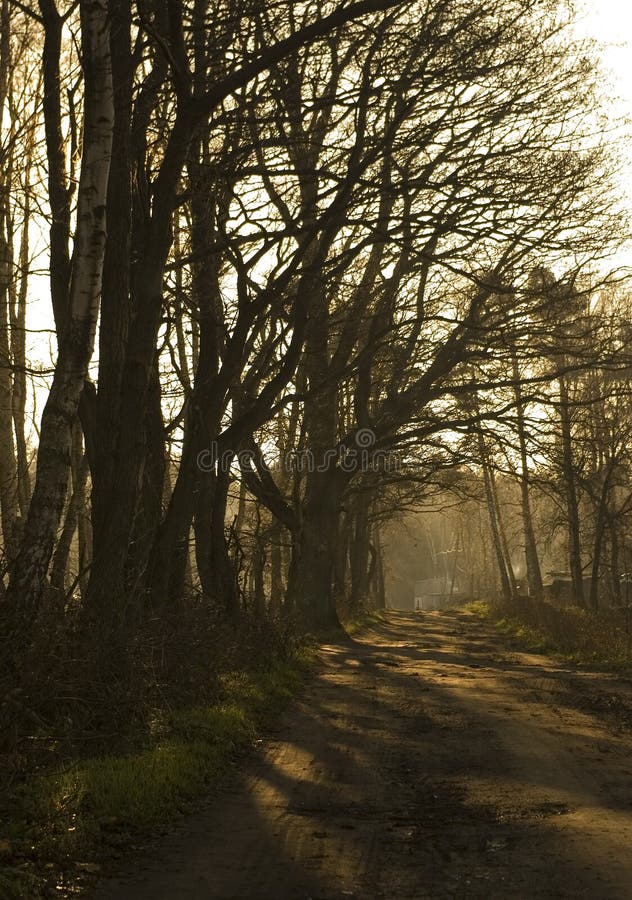 Forest path stock image. Image of moody, country, path - 1674685