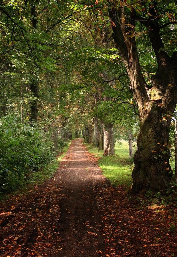Forest path stock photo. Image of dramatic, dusk, path - 1799564