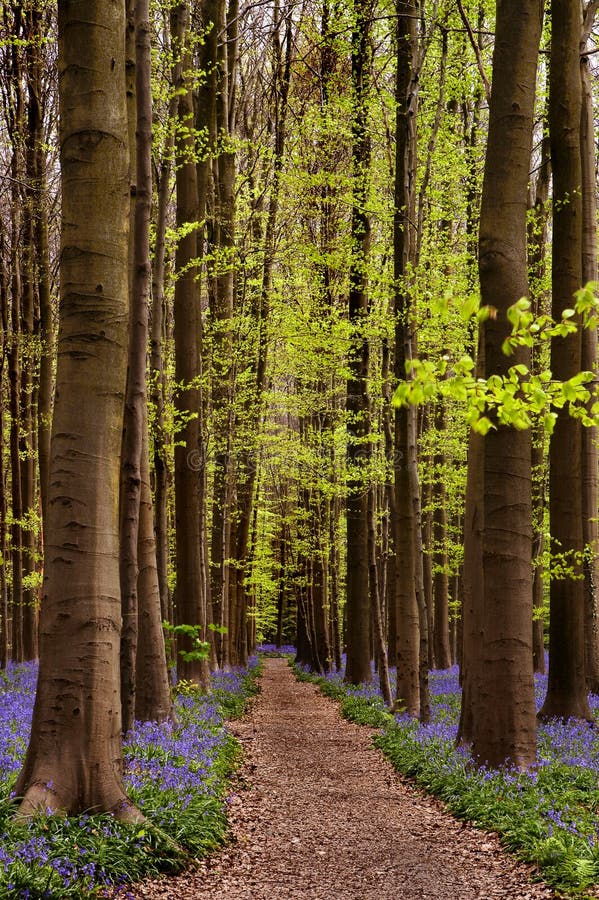 Forest path stock photo. Image of forest, fragrance, countryside - 18121284