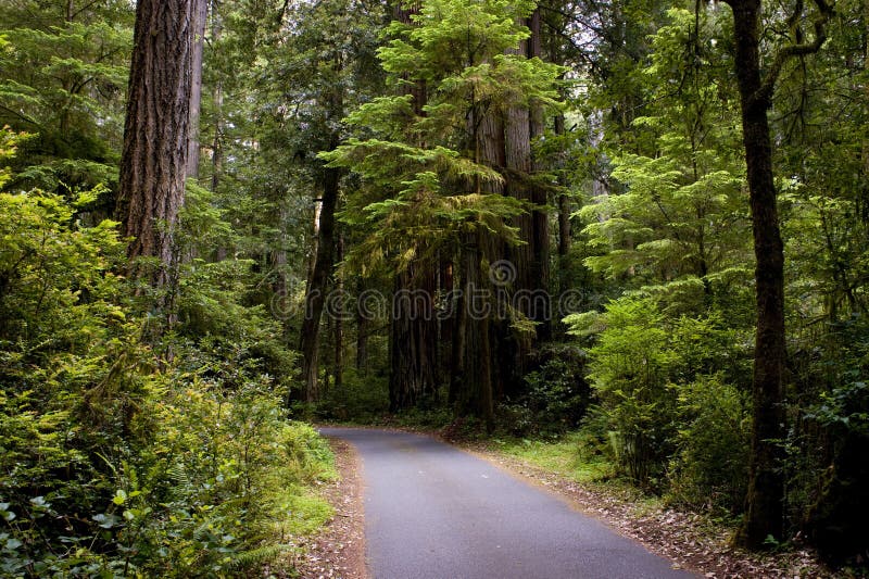 Forest Path Road through Protected Land Area Stock Image - Image of ...