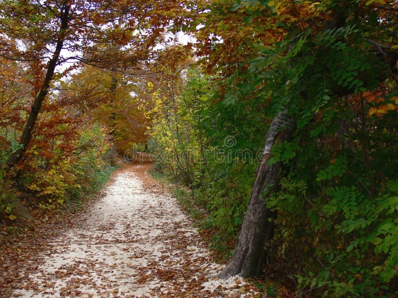 Forest Path stock image. Image of forest, quiet, trees - 2204527