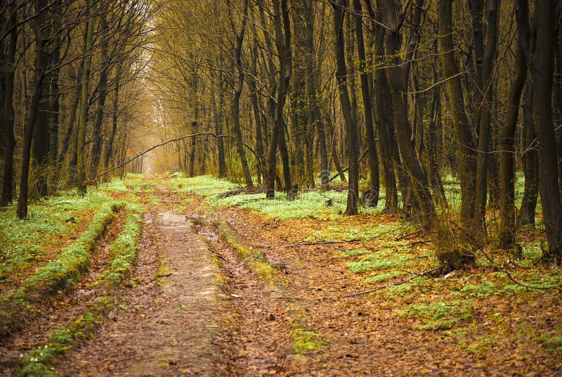 Forest path stock image. Image of path, road, dirt, forest - 24918779