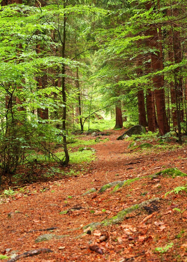 Forest path stock image. Image of autumn, beautiful, colorful - 25190887