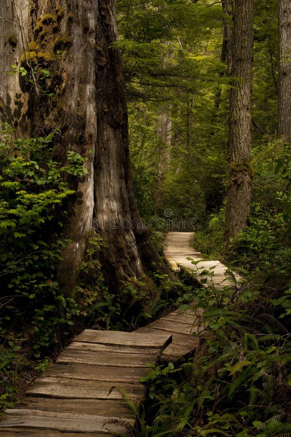 Forest Path stock image. Image of exercise, natural, alone - 12858661