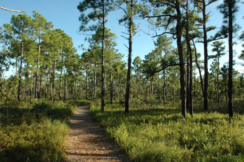 Forest Path stock image. Image of walk, peace, outdoors - 275307
