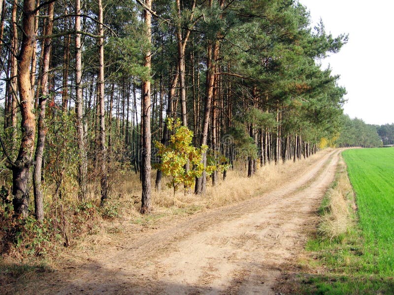 Forest path stock image. Image of meadow, sunny, forest - 298985